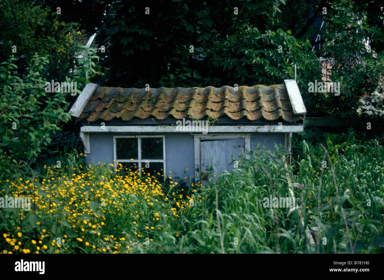 A small wooden shack surrounded by an overgrown garden MARKEN ...