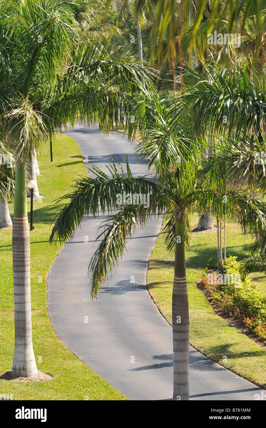 Florida road palm trees hi-res stock photography and images - Alamy