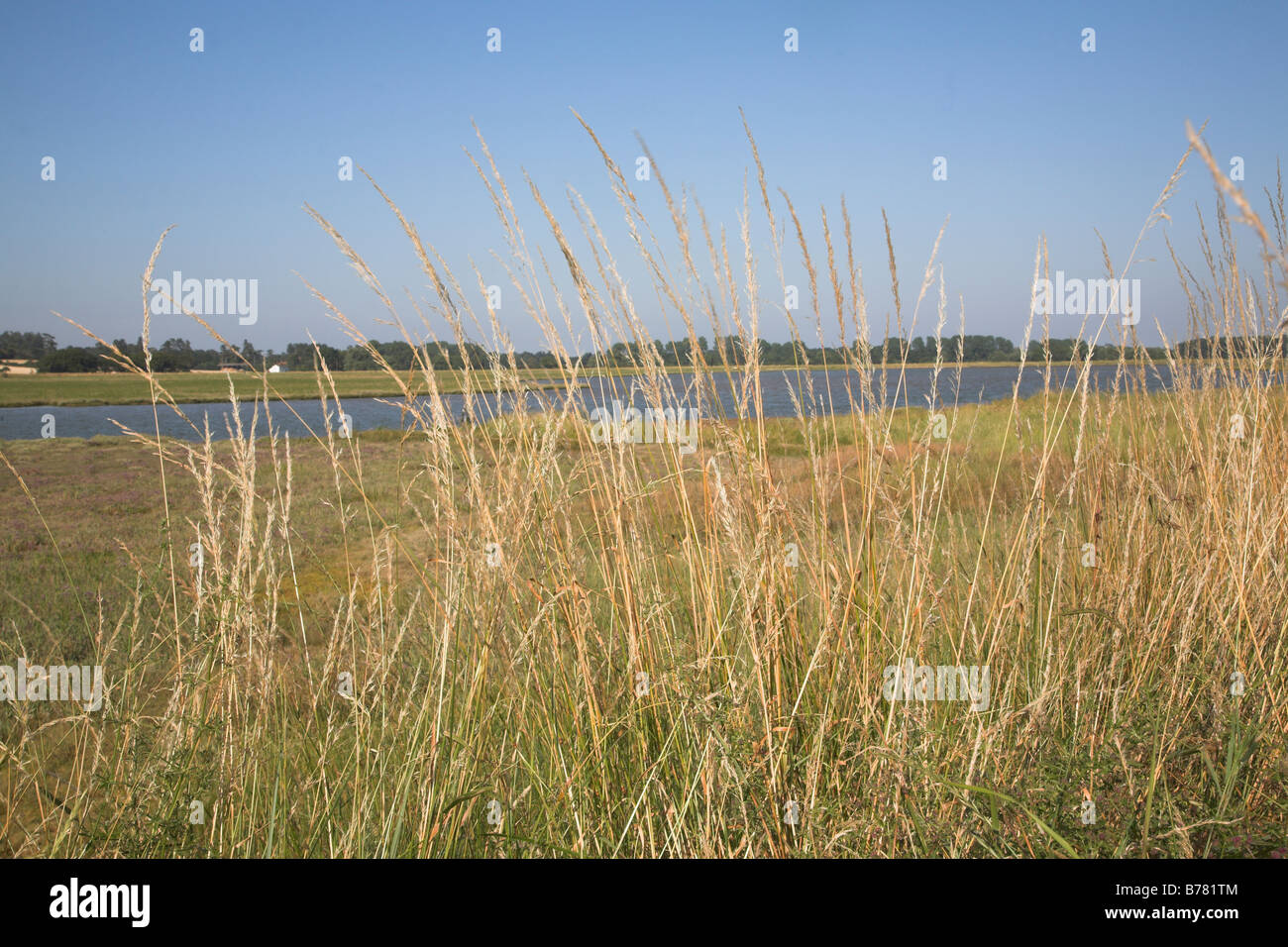 Butley Creek river and marshes Butley Suffolk England Stock Photo - Alamy