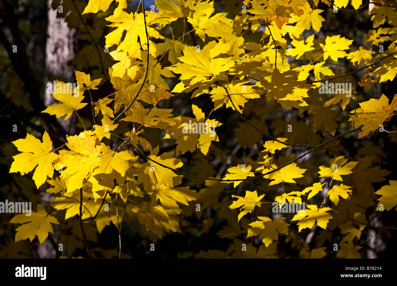 Valley maple trees hi-res stock photography and images - Alamy