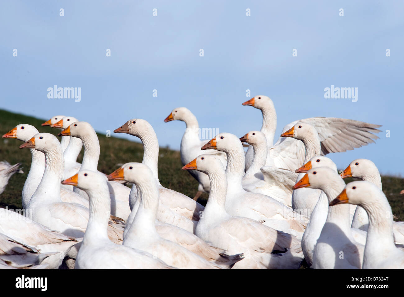 Poultry farming free range hi-res stock photography and images - Alamy
