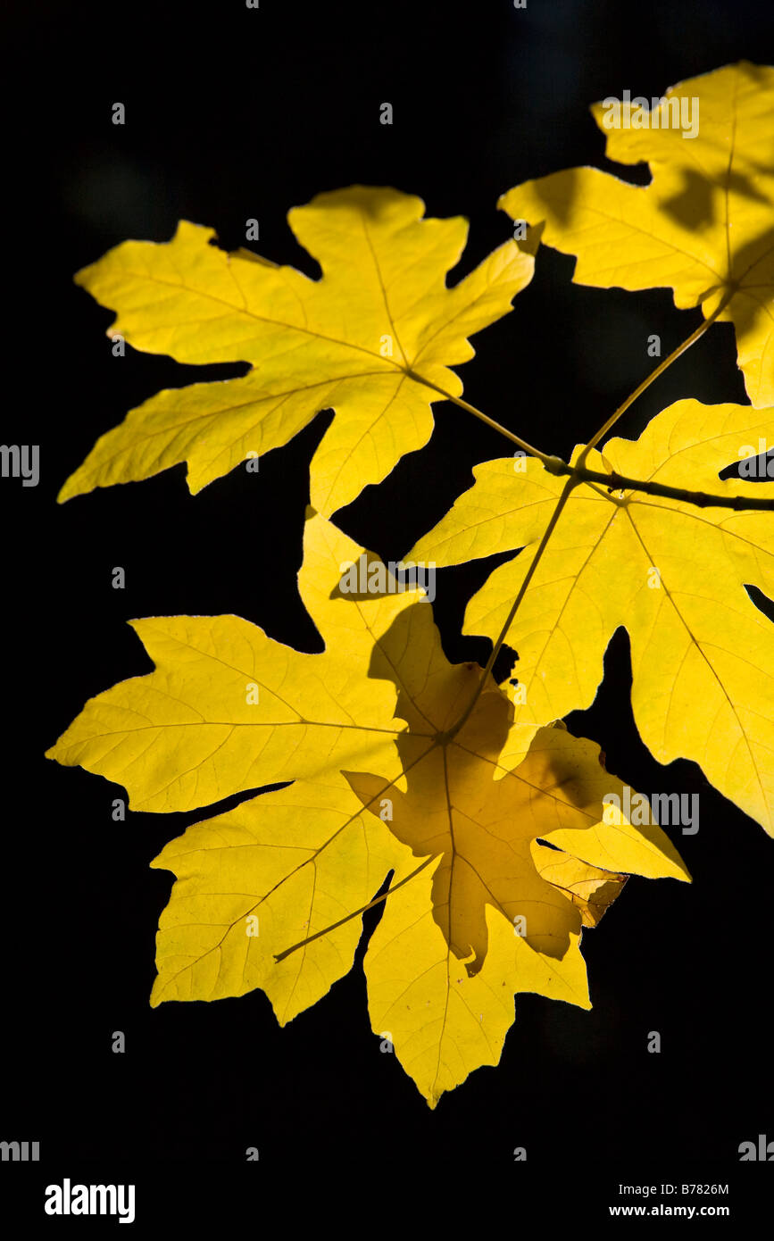 Maple Leaves Turn Yellow In High Resolution Stock Photography and ...
