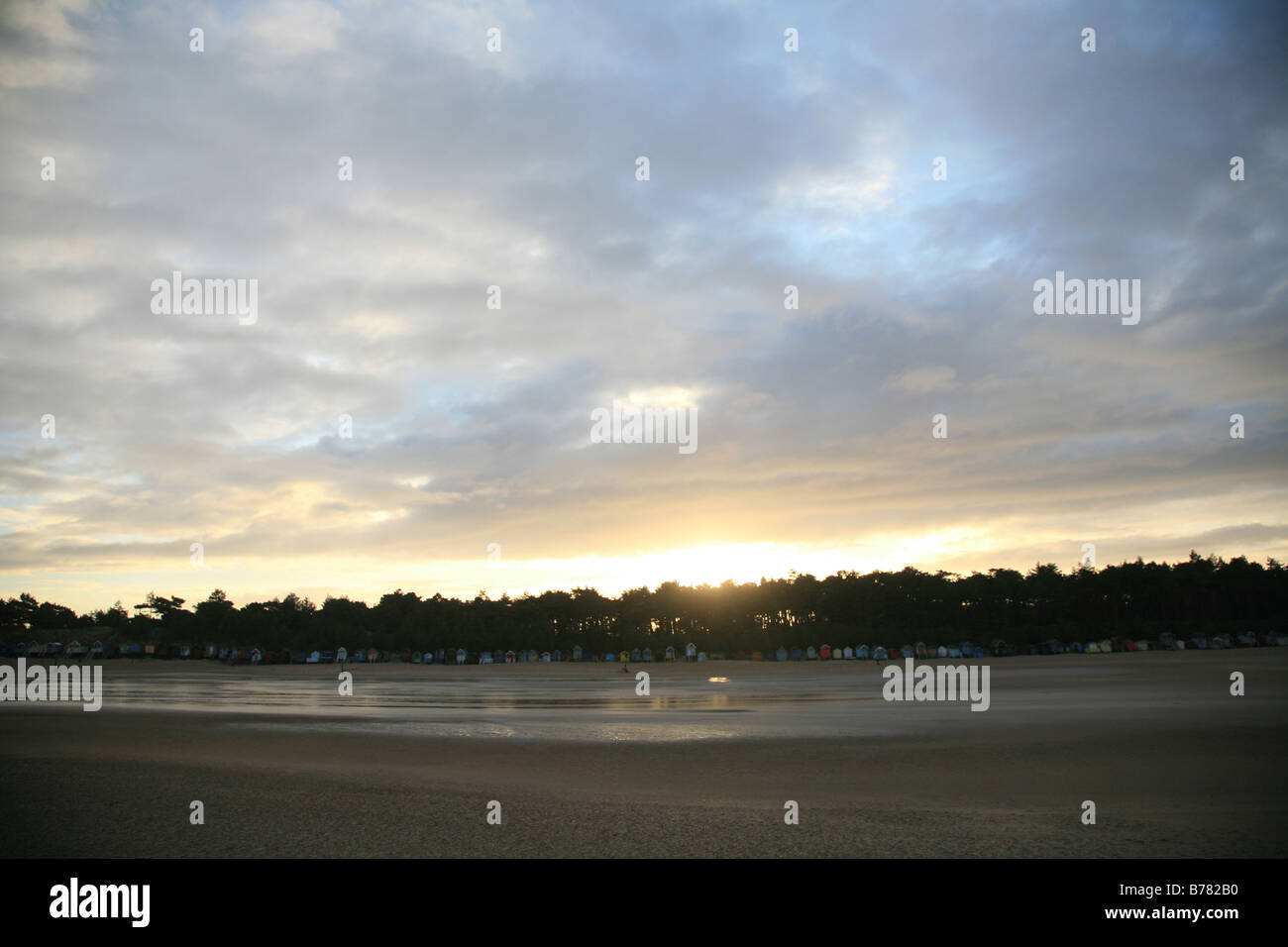 Sun shimmers over Pines Stock Photo - Alamy