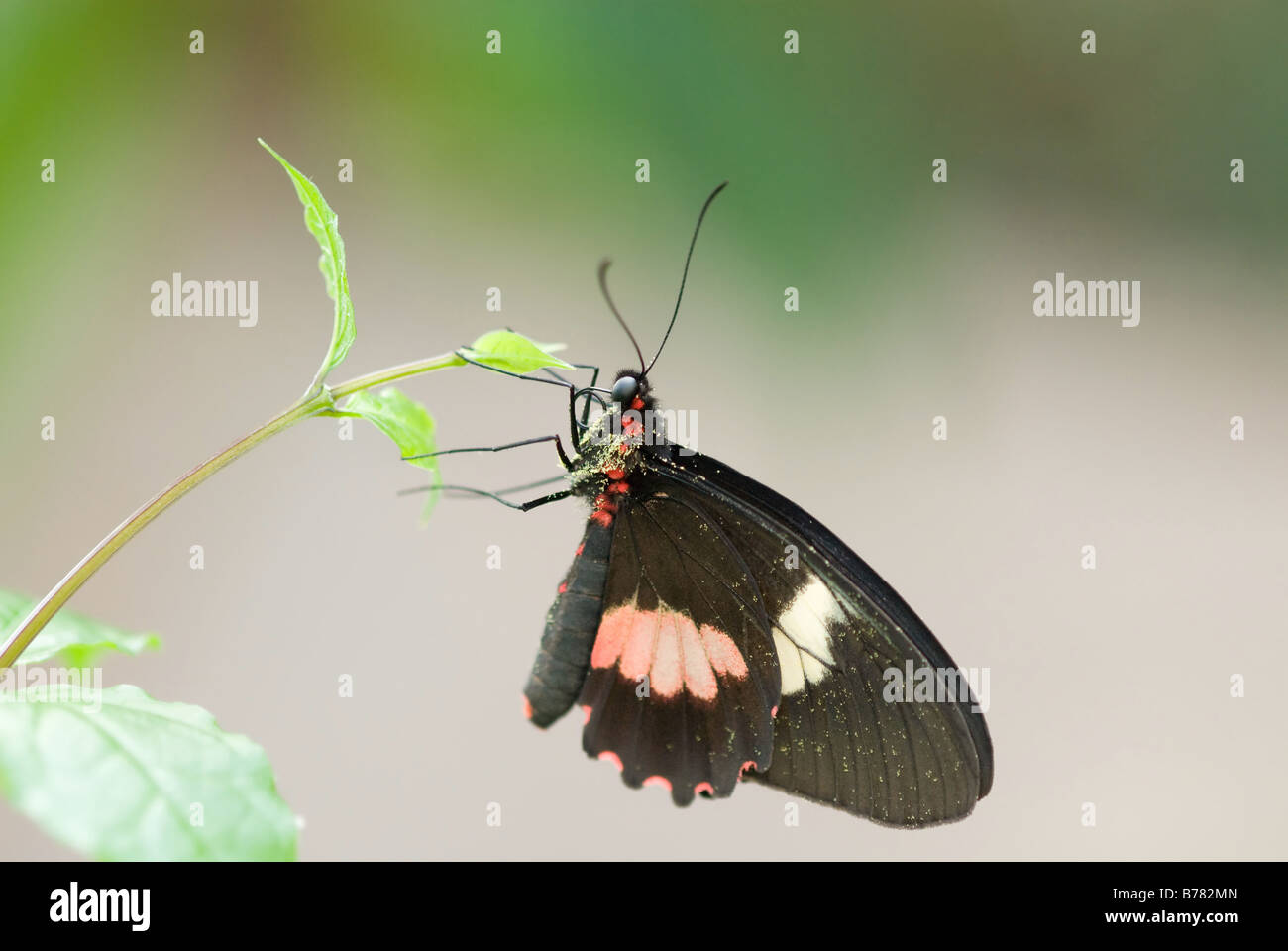 close up of a beautiful butterfly Stock Photo - Alamy