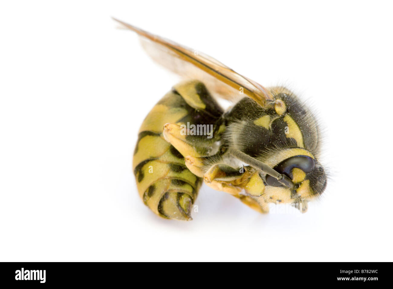 Macro of the dead Wasp Stock Photo - Alamy