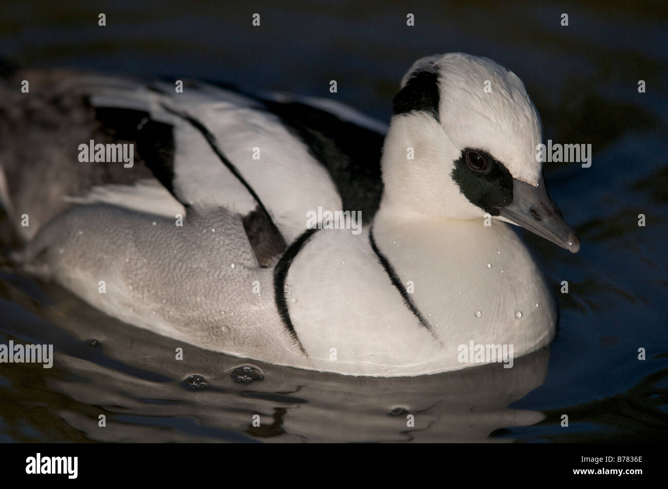 captive male smew Stock Photo - Alamy