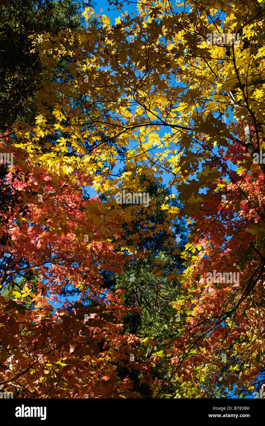 DOGWOOD and MAPLE TREES turn colors in autumn in YOSEMITE VALLEY ...