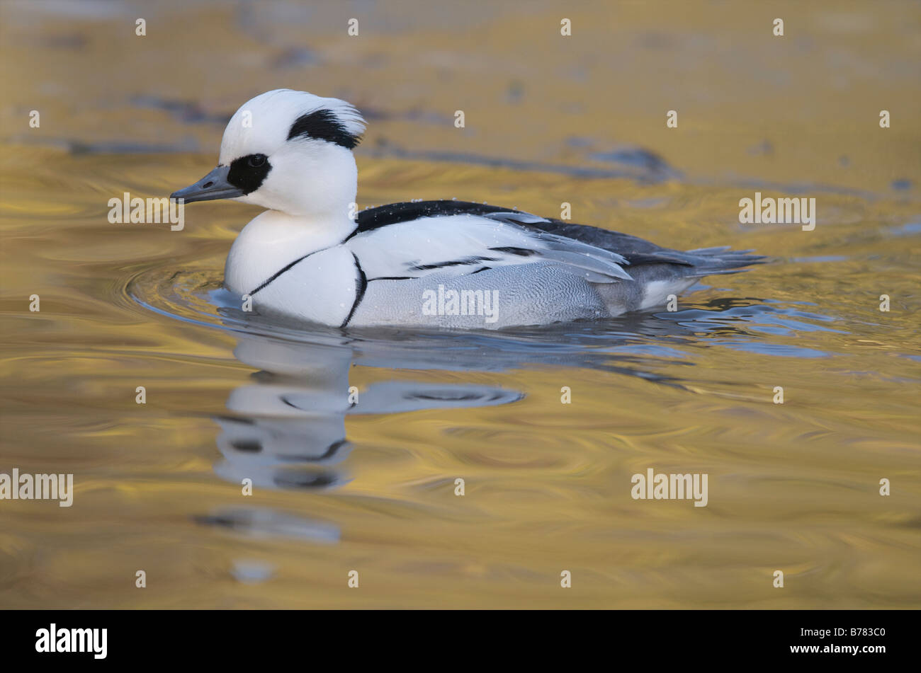 Smew winter uk hi-res stock photography and images - Alamy