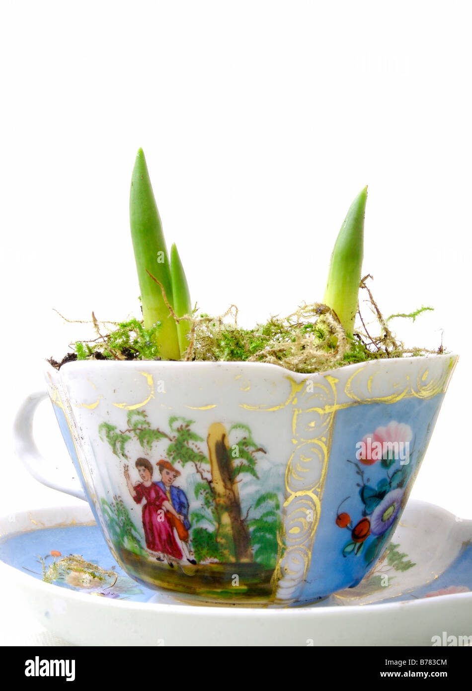 bulbs in a tea cup Stock Photo - Alamy
