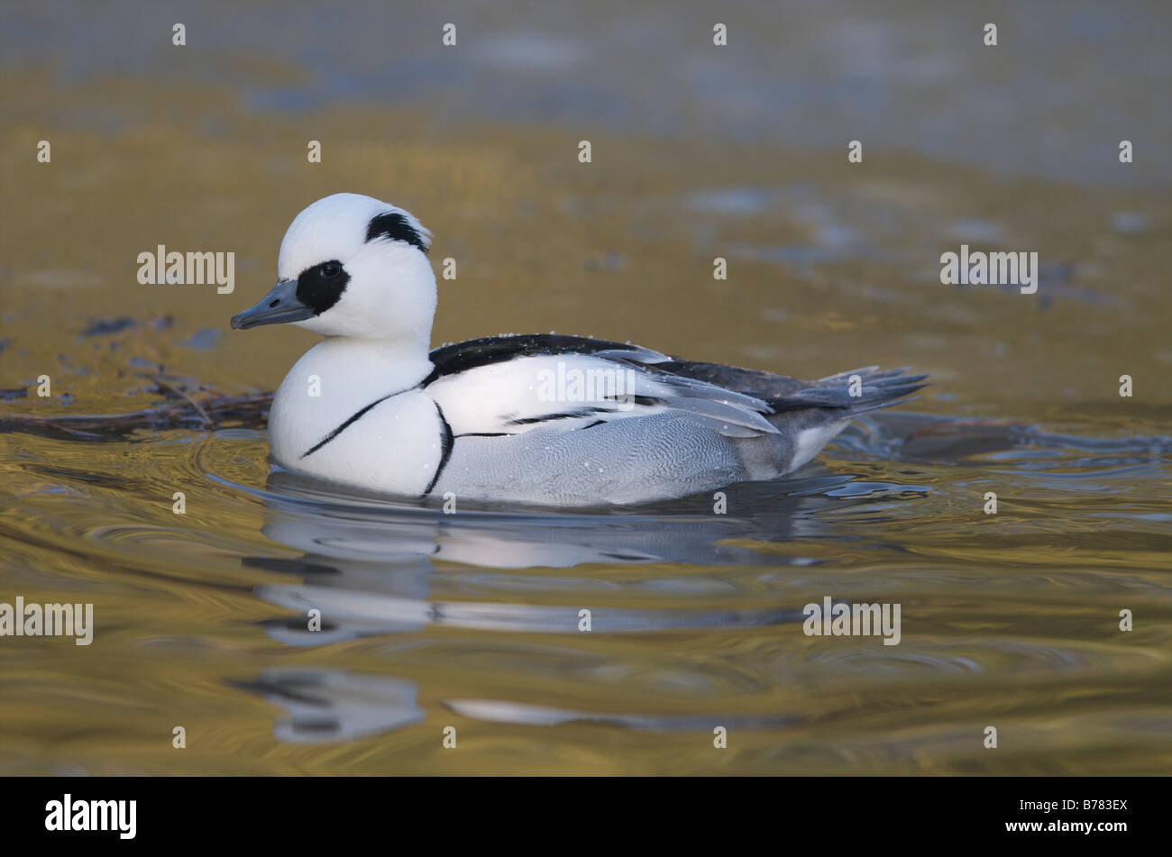 Smew Winter Uk High Resolution Stock Photography and Images - Alamy