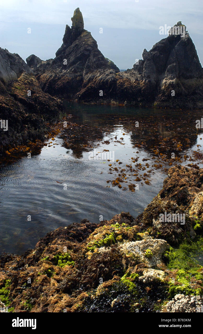 Water seaweed rocks hi-res stock photography and images - Alamy