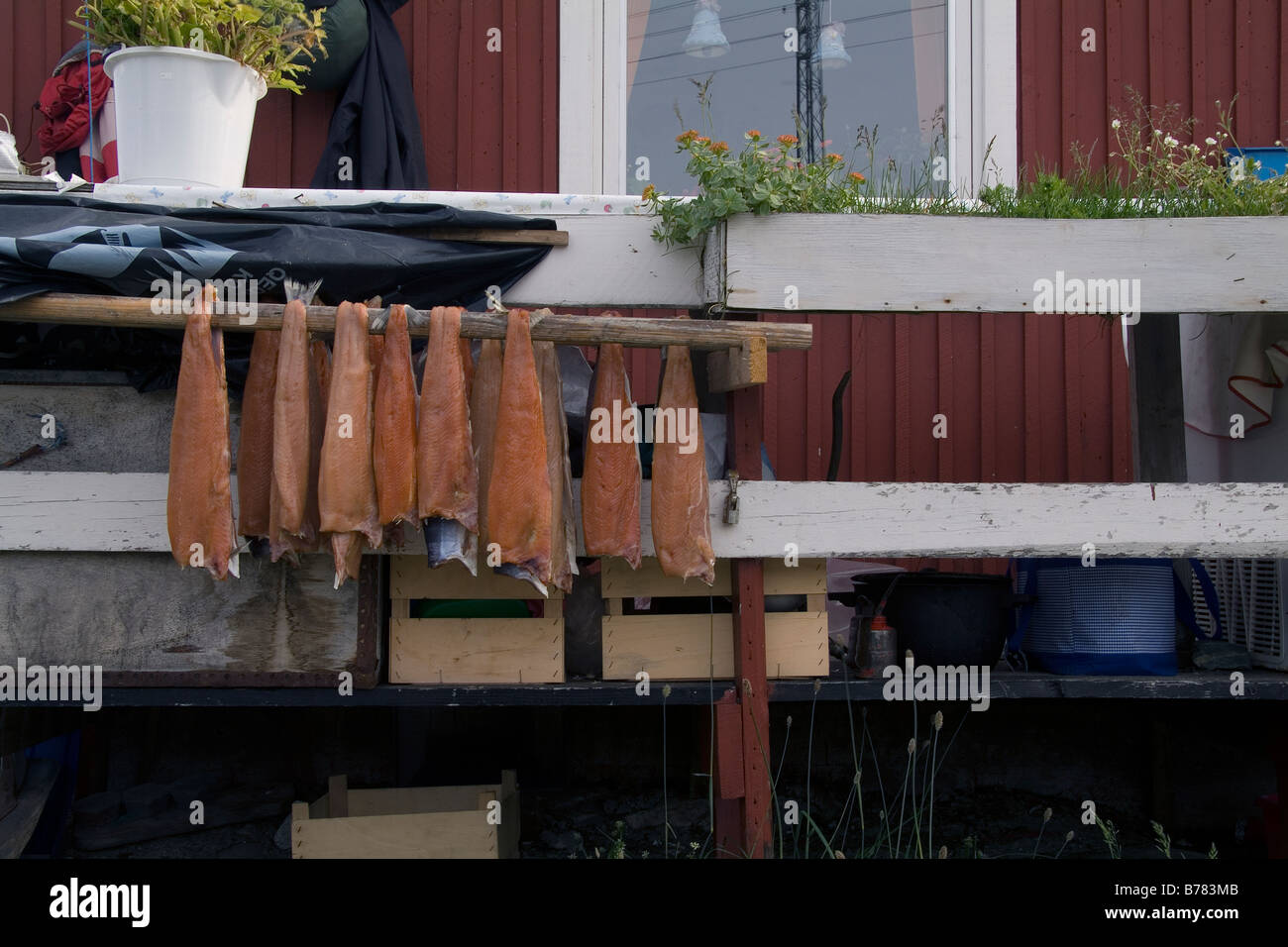 Salmon drying outside an house in Qeqertarsuaq, Greenland, Denmark ...