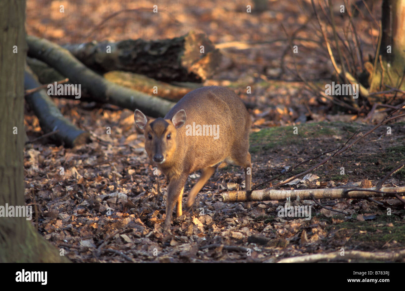 Reeves Muntjac deer muntiacus reevesi england Stock Photo - Alamy