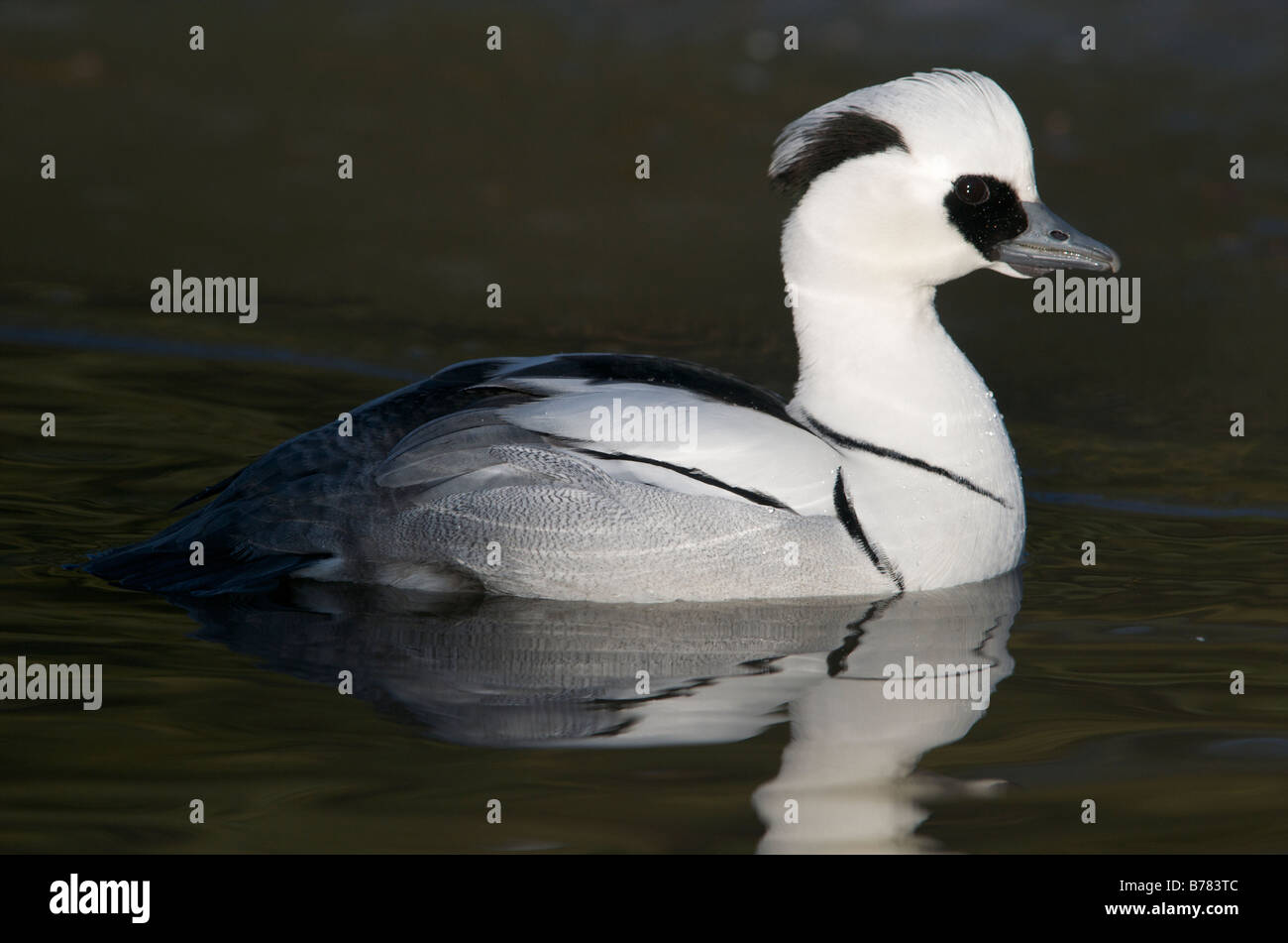 captive male smew Stock Photo - Alamy
