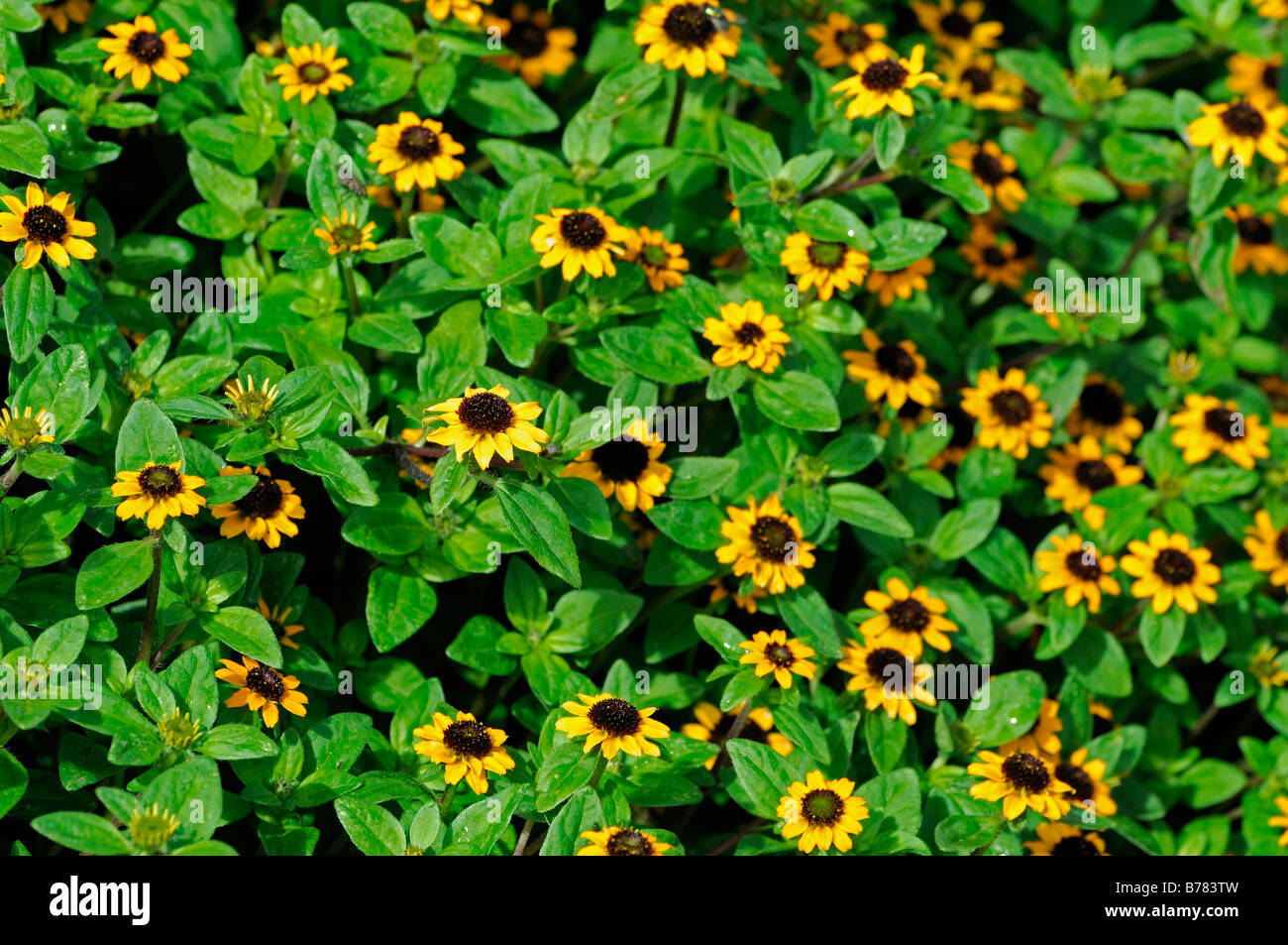 Sanvitalia procumbens cultivar Mandarin Orange profuse profusion flower ...