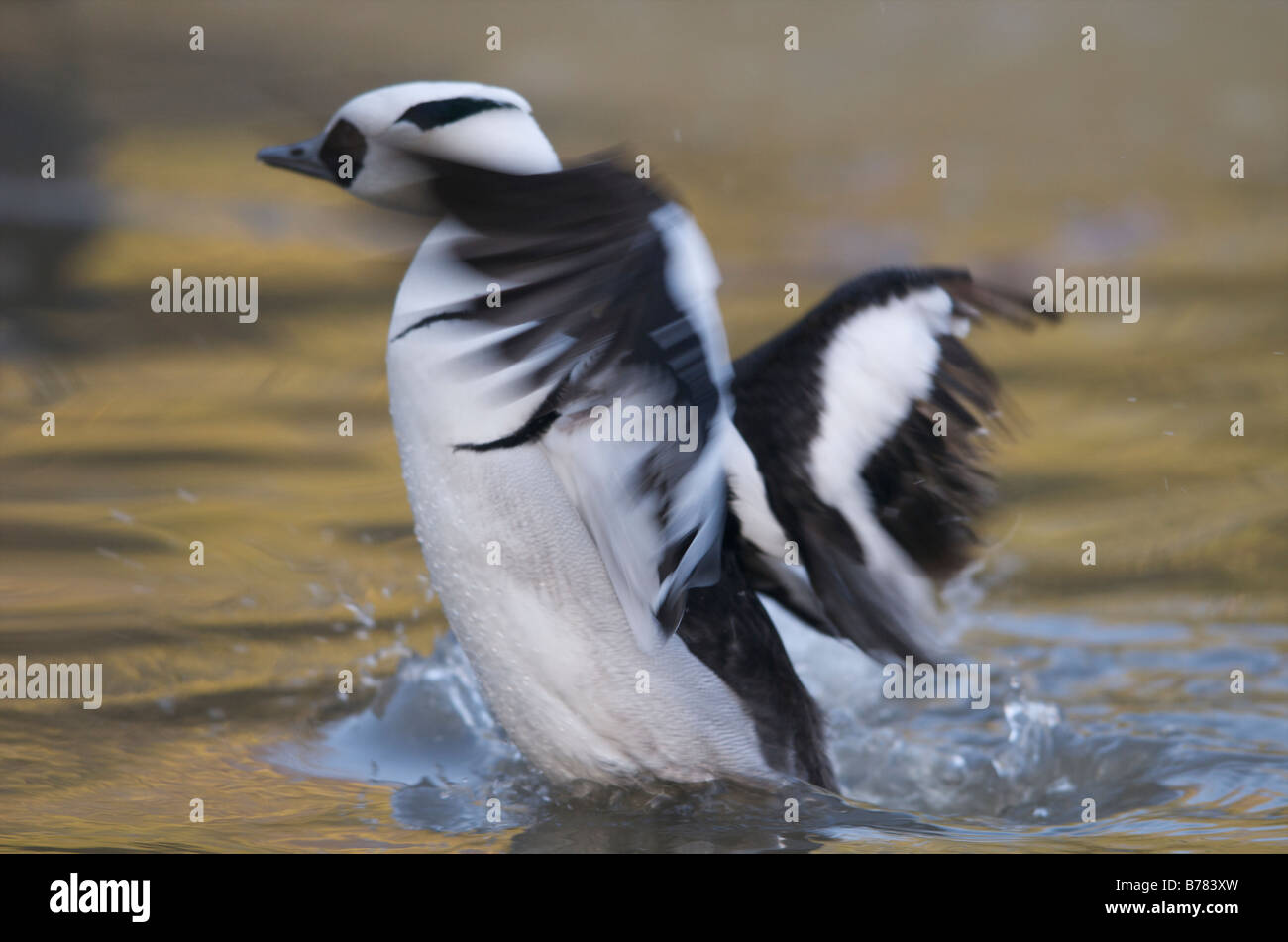captive male smew flapping wings Stock Photo - Alamy