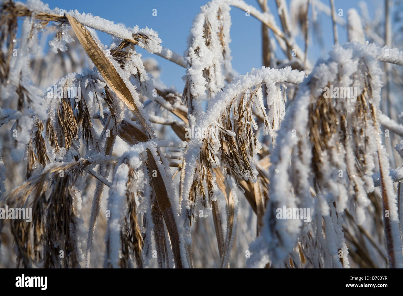 Holland frost hi-res stock photography and images - Alamy