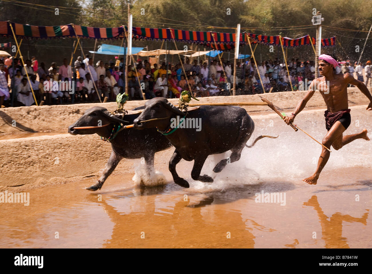 Kambala kambla traditional buffalo race hi-res stock photography and ...