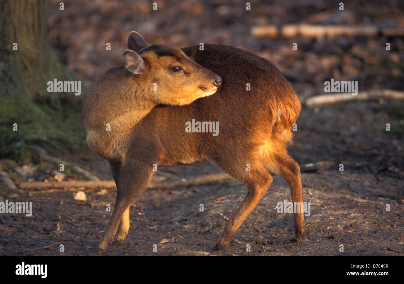 Reeves Muntjac deer muntiacus reevesi england Stock Photo - Alamy
