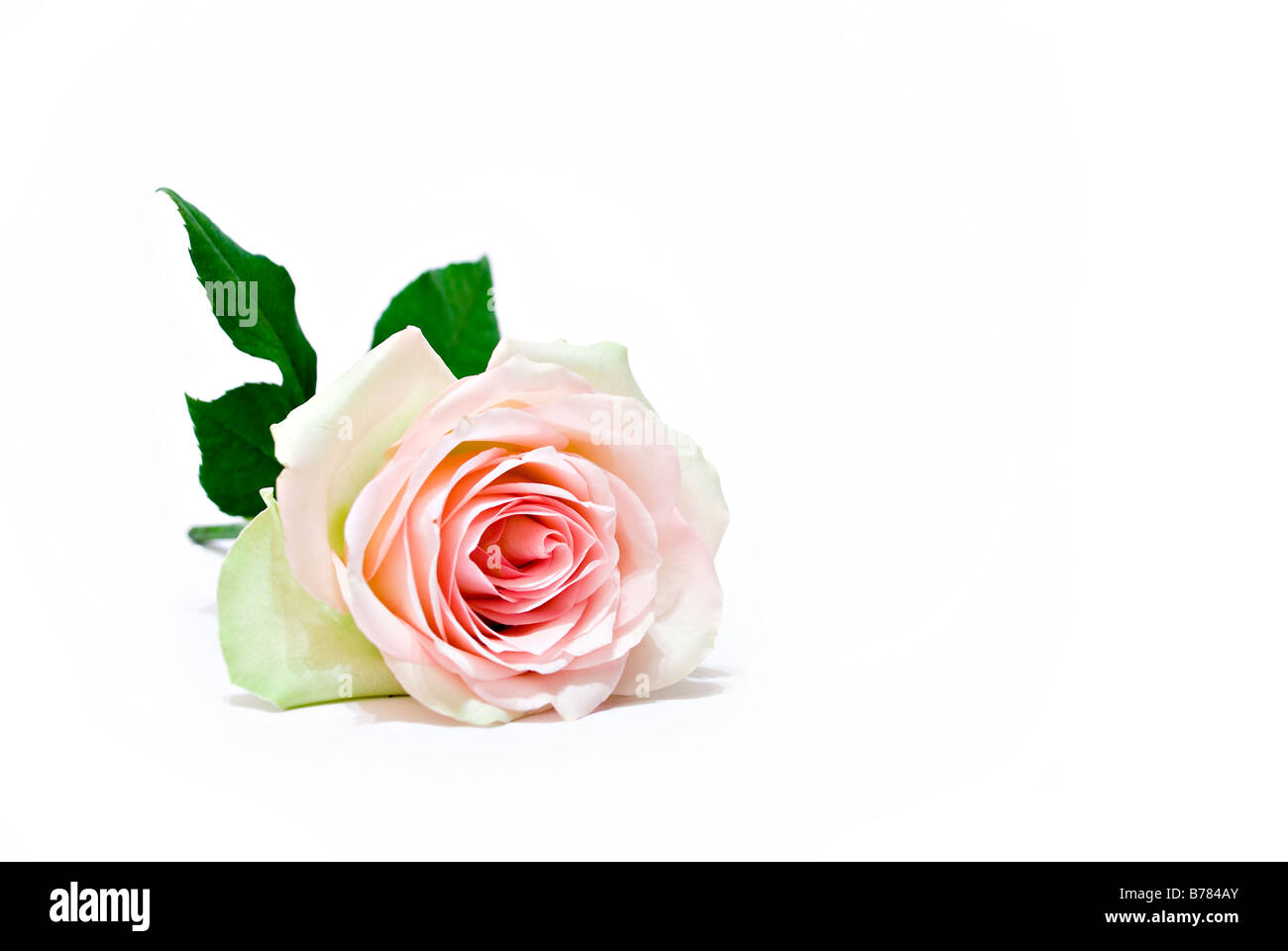 Pink rose photography Cut Out Stock Images & Pictures - Alamy