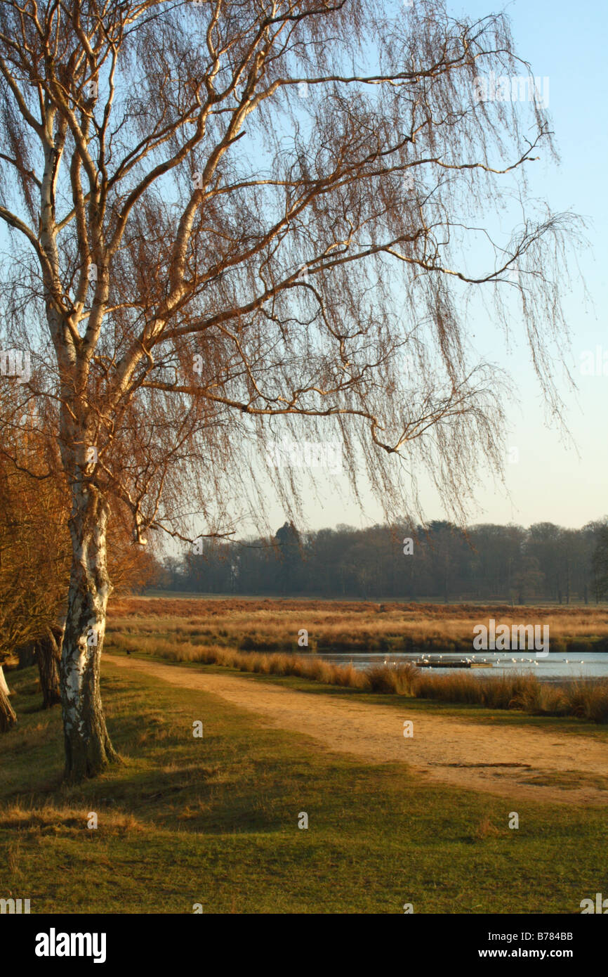 Wintery tree in Richmond Park, London Stock Photo - Alamy