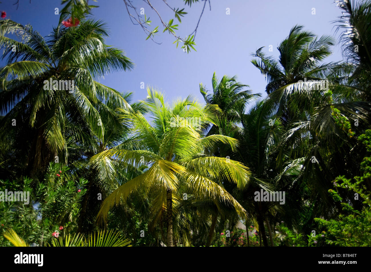 Tropical palm trees hi-res stock photography and images - Alamy