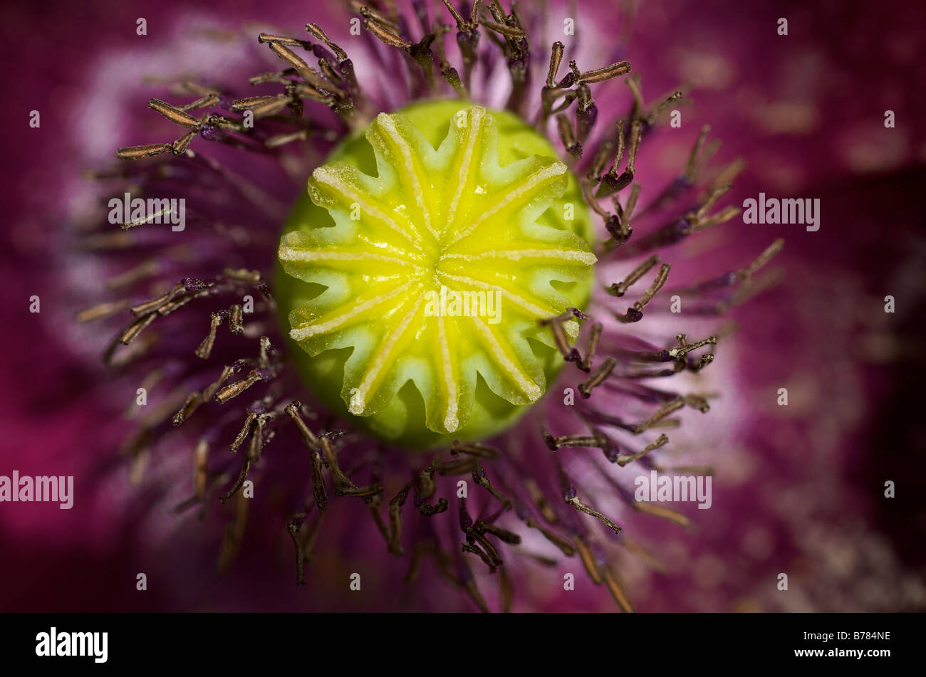 A Close-up/Macro Of A Purple Poppy & Its Stamen & Stigma Stock Photo ...