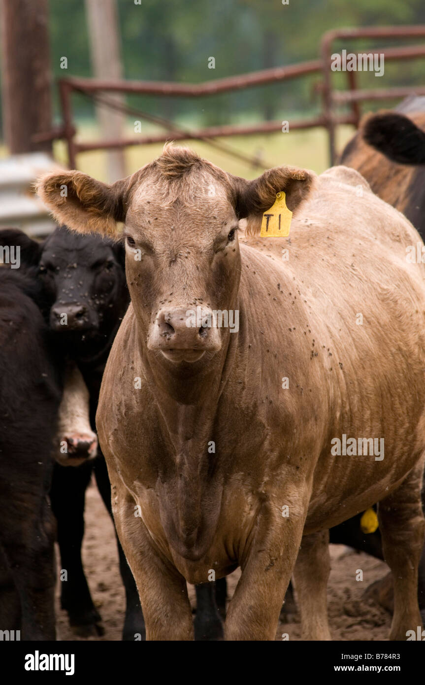 Brown cow stares at the camera hi-res stock photography and images - Alamy