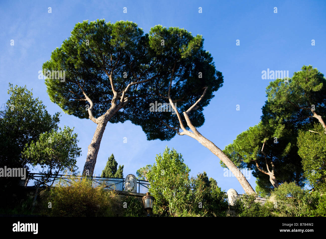 Roman Pine tree in Rome Italy Stock Photo - Alamy