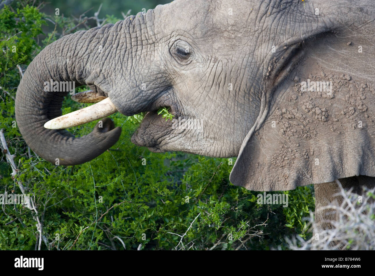 elephant using trunk to feed Stock Photo - Alamy