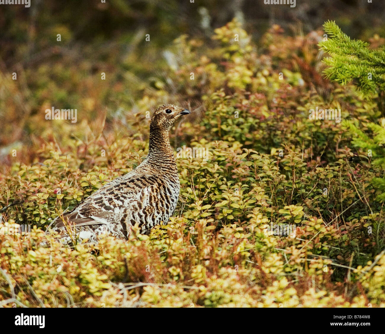 A female Black Grouse Stock Photo - Alamy