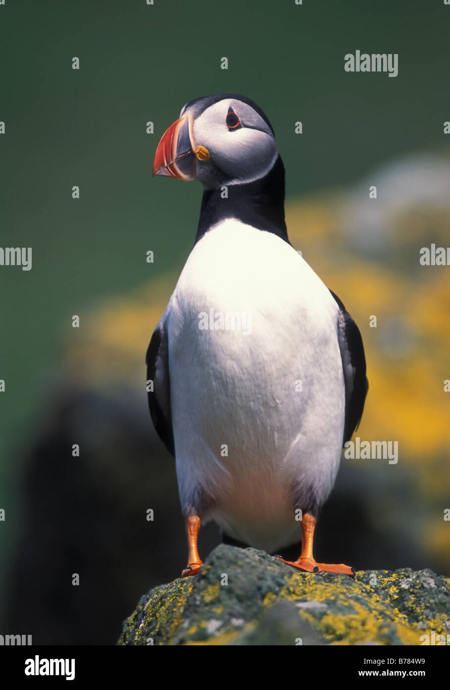 Skomer puffin foot hi-res stock photography and images - Alamy