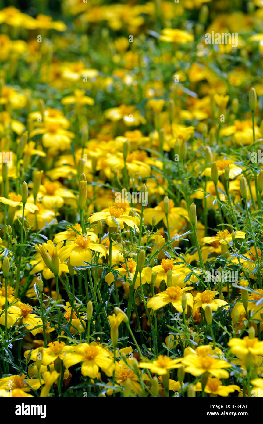 Annual marigold hi-res stock photography and images - Alamy