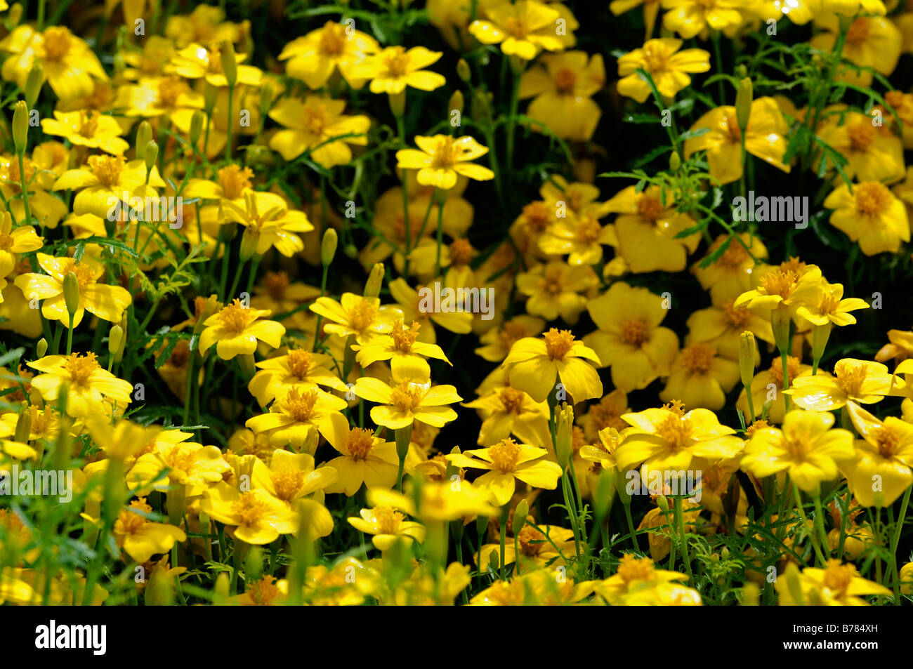Tagetes lemon gem hi-res stock photography and images - Alamy