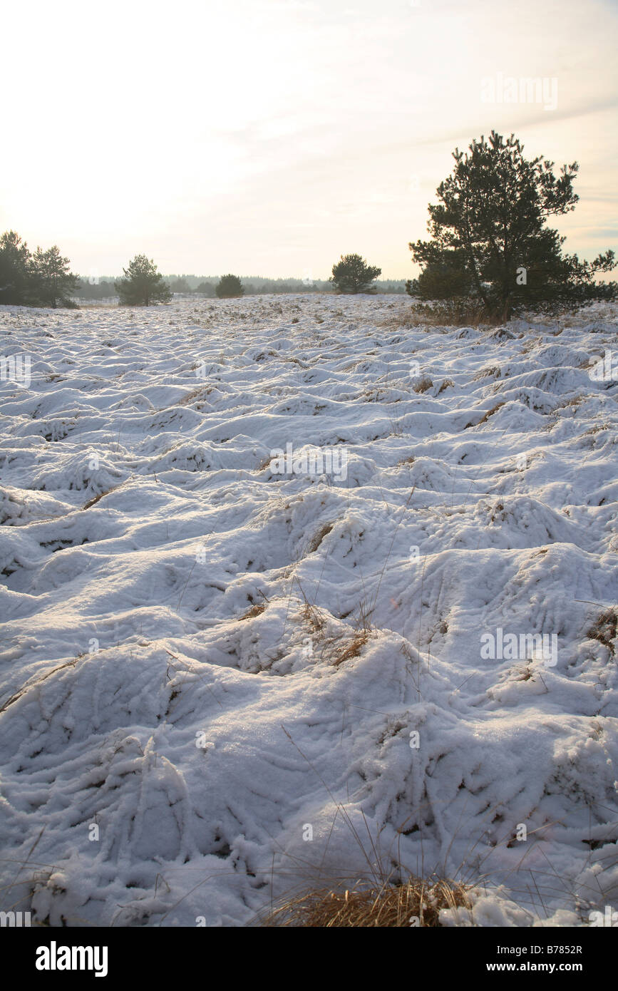 winter snow nature at the Veluwe, Gelderland, Holland, The Netherlands ...