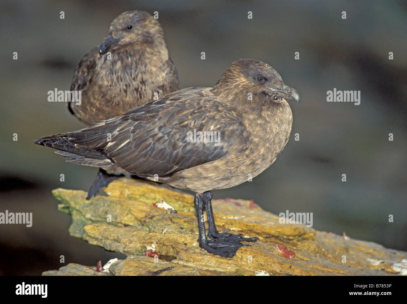 Southern Skua Catharacta antarctica New Island FALKLAND ISLANDS ...