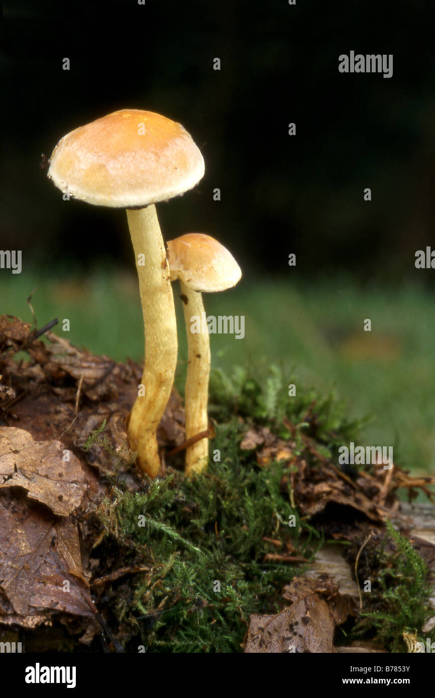 Panther caps hi-res stock photography and images - Alamy