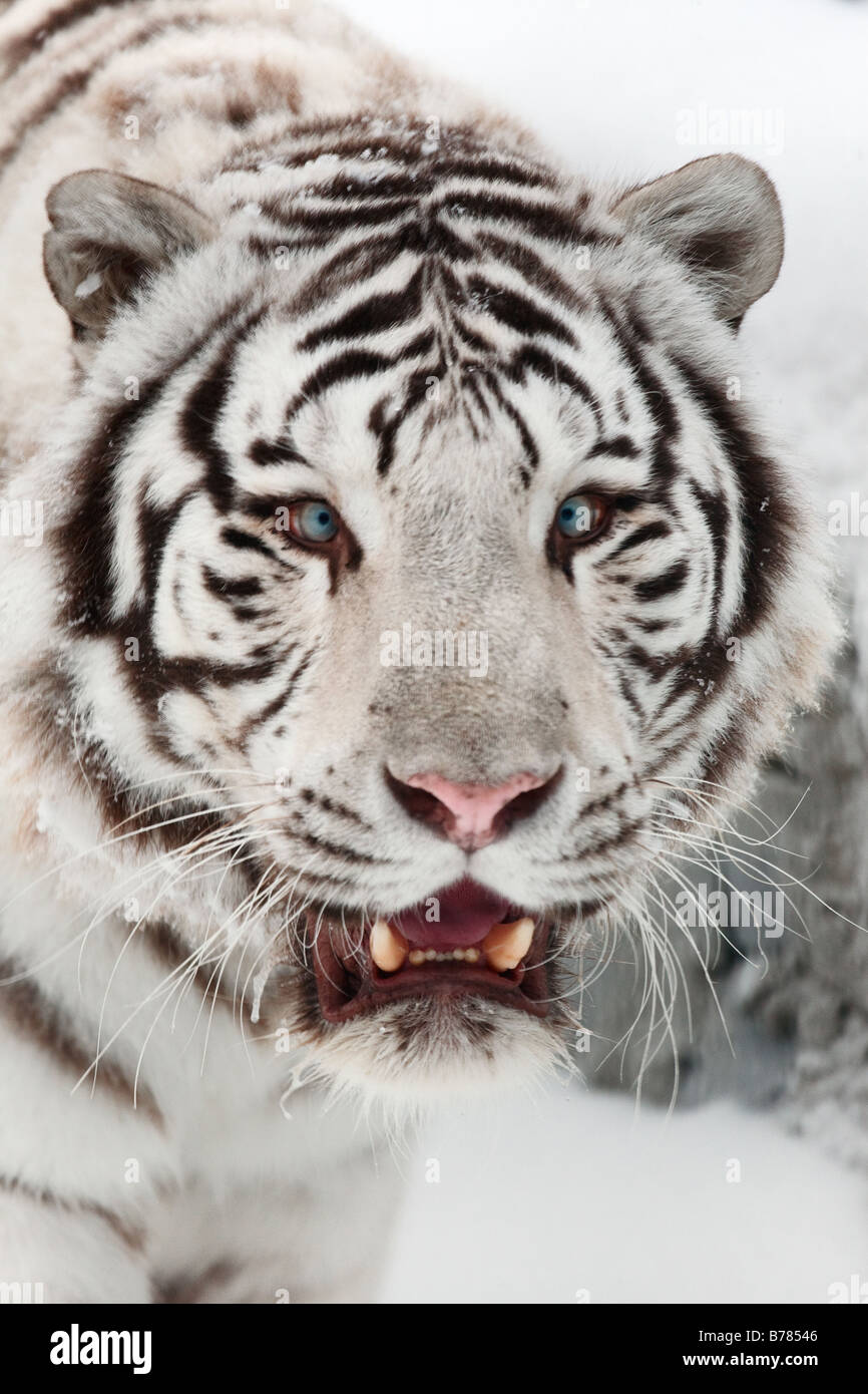 Pure White Tiger
