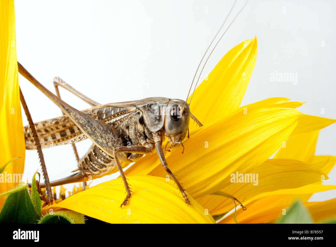 Photographing of a large locust in studio conditions Stock Photo - Alamy