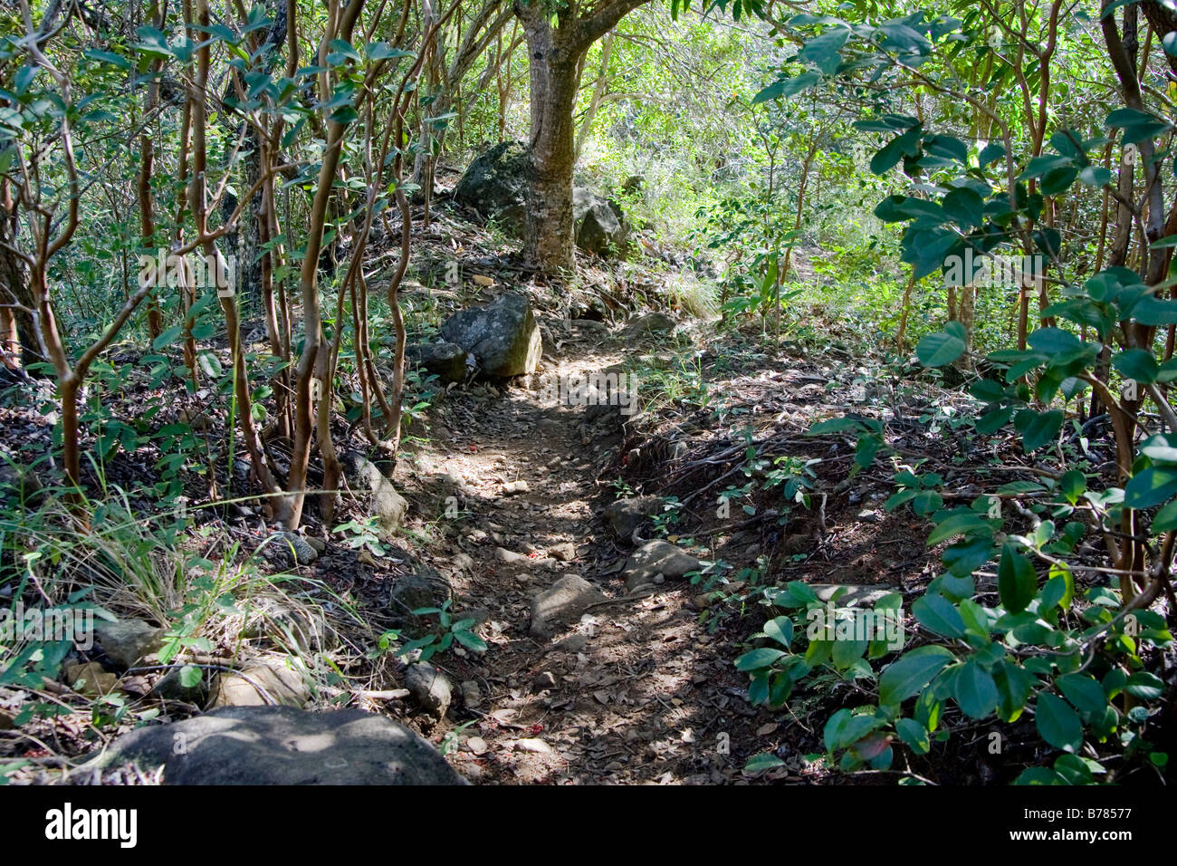 Iao ridge trail hi-res stock photography and images - Alamy
