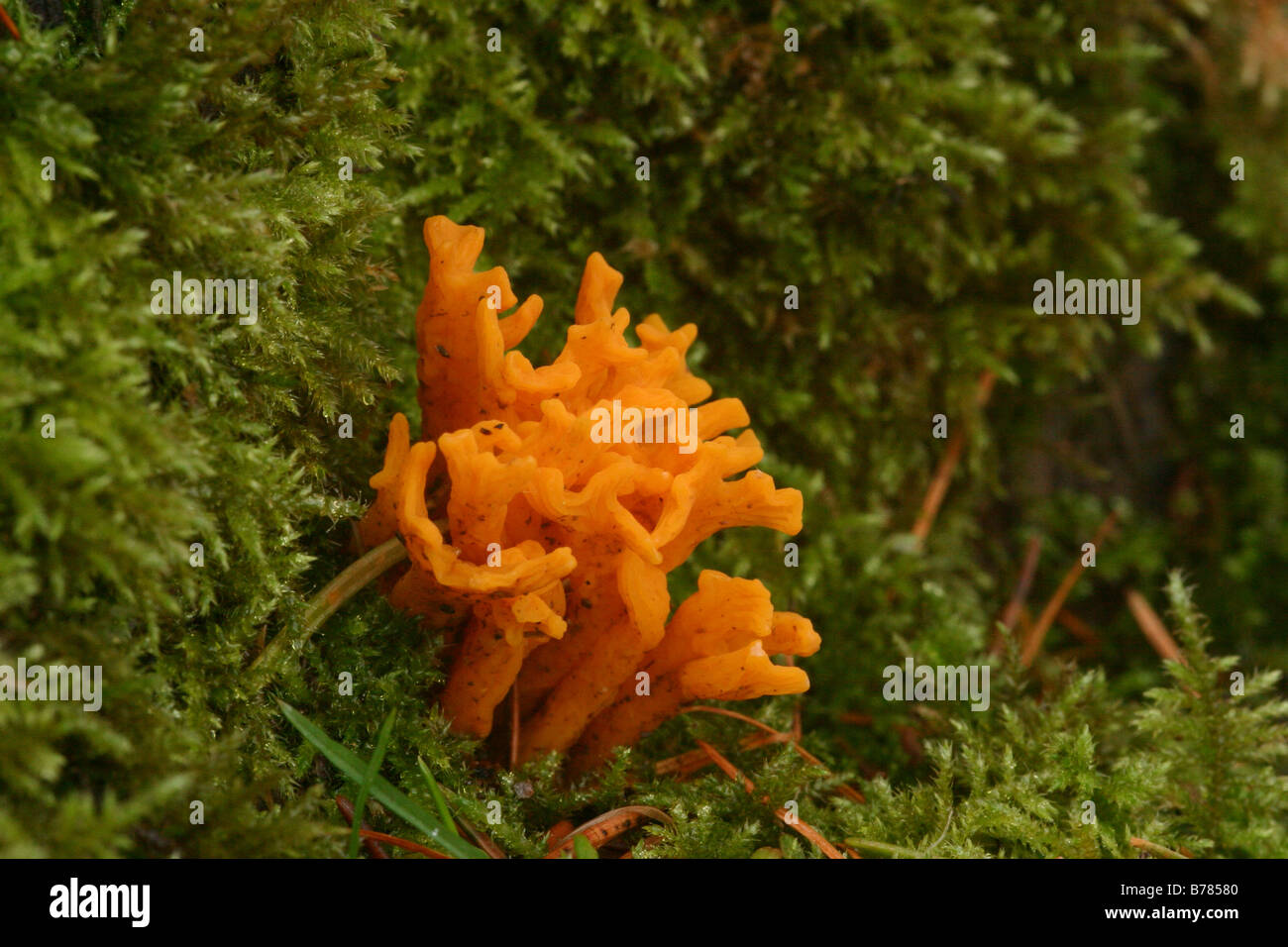 calocera viscosa fungi growing on roots of coniferous tree with moss ...