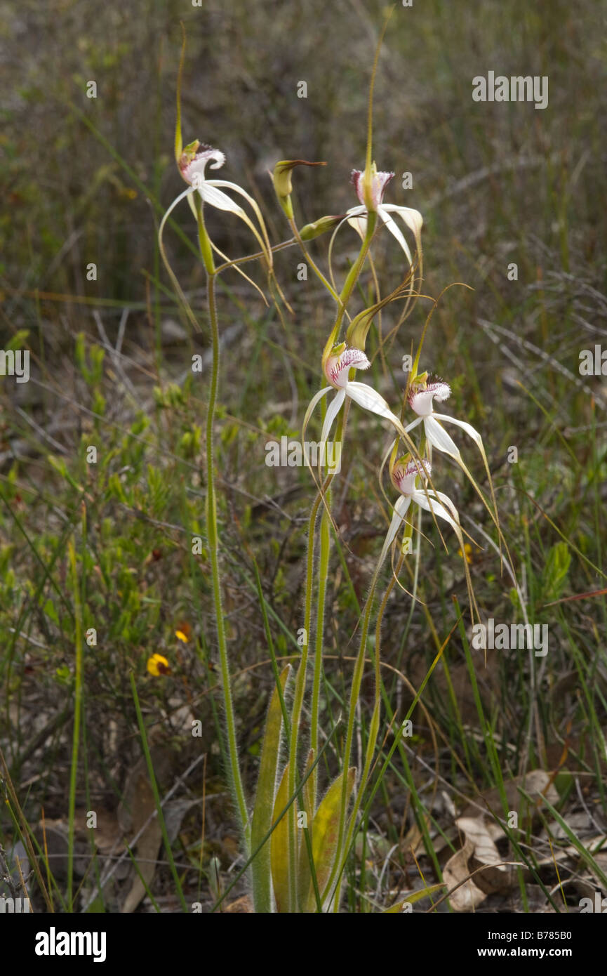 White Spider Orchid Caladenia longicauda flowers Stirling Ranges ...