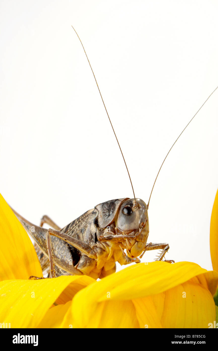 Photographing of a large locust in studio conditions Stock Photo - Alamy