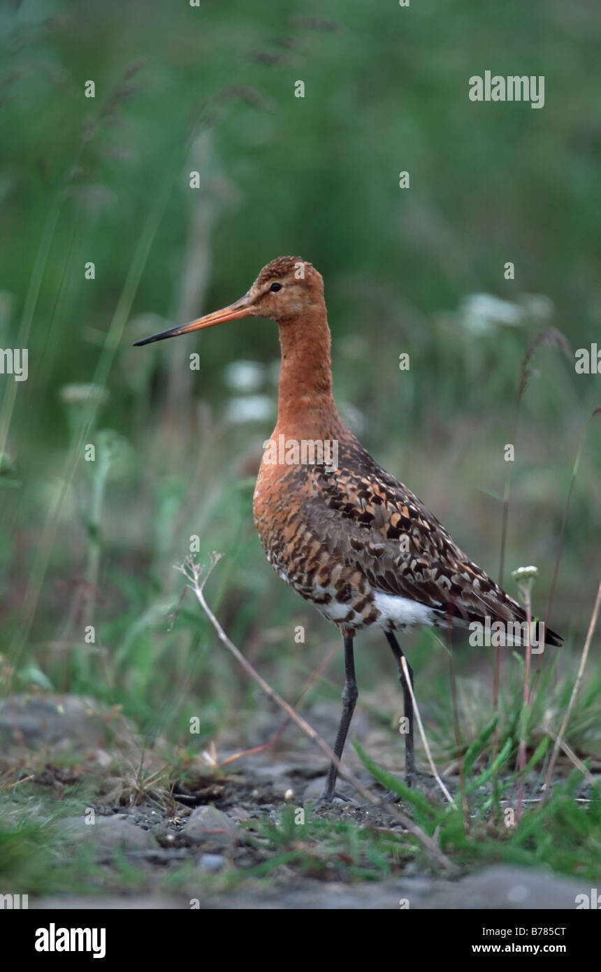 Black Tailed Godwit Scotland High Resolution Stock Photography and ...
