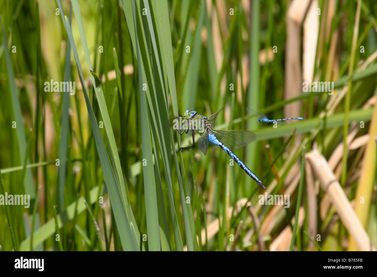 Emperor dragonfly blue emperor dragonfly anax imperator hi-res stock ...