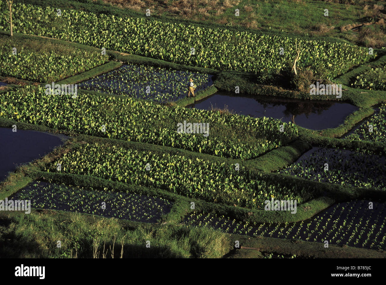 Taro Patch High Resolution Stock Photography and Images - Alamy