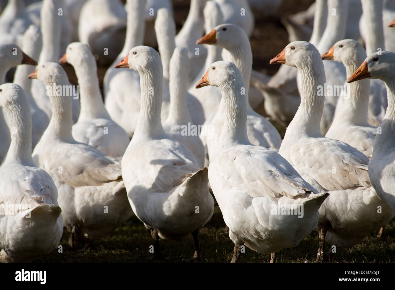 Poultry farming free range hi-res stock photography and images - Alamy
