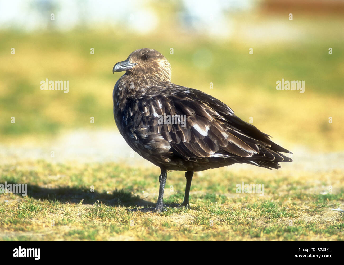 Scua hi-res stock photography and images - Alamy