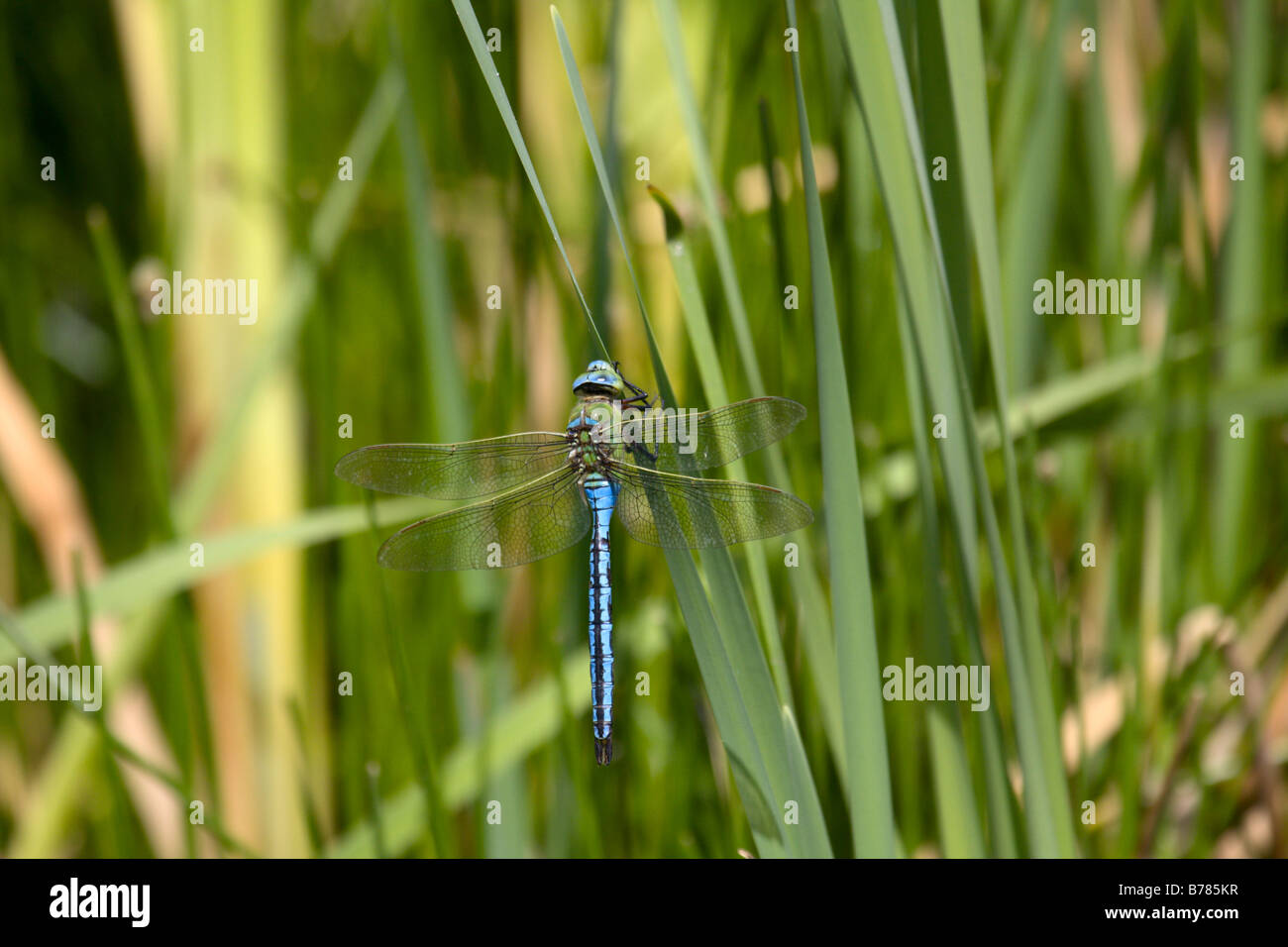 Emperor dragonfly blue emperor dragonfly anax imperator hi-res stock ...