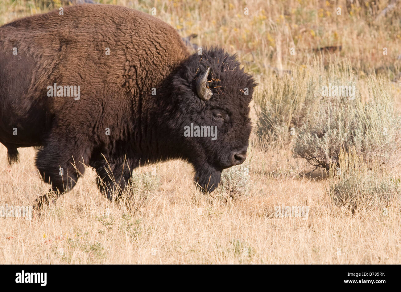 American bison males grazing hi-res stock photography and images - Alamy